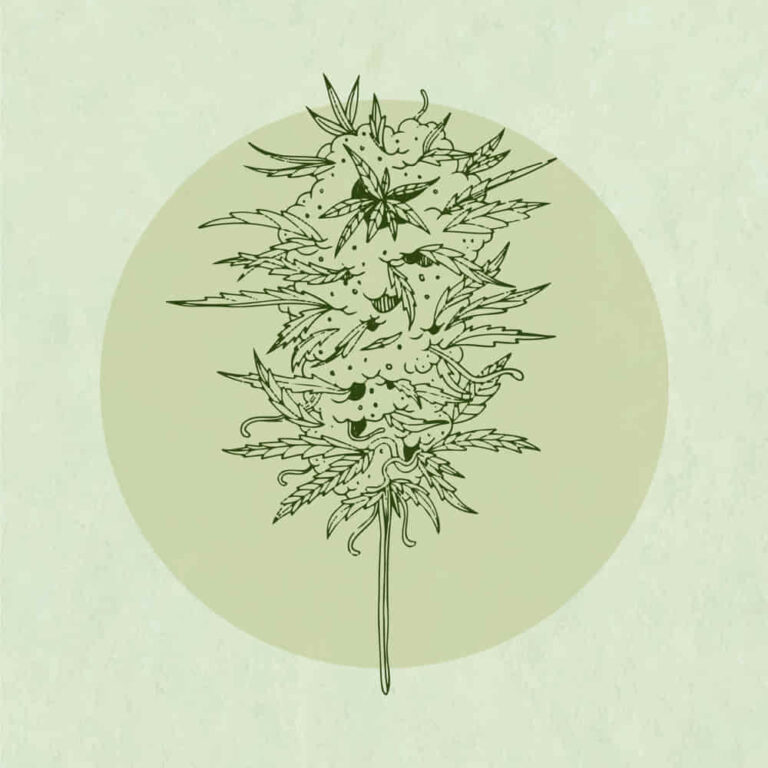 Cogollo Marihuana: Qué es, Composición y Tipos | Cannandalus